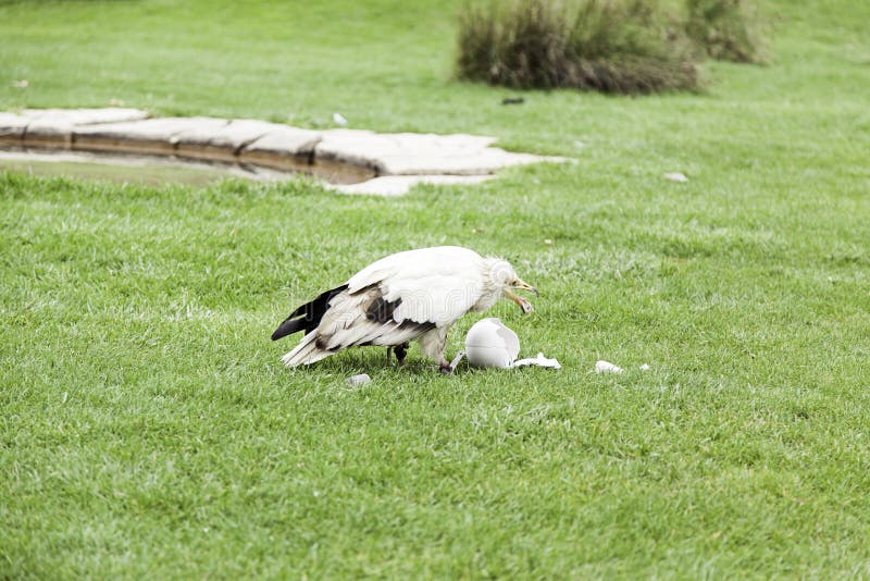 Eagle small park stock image. Image of nature, hunting - 79339723