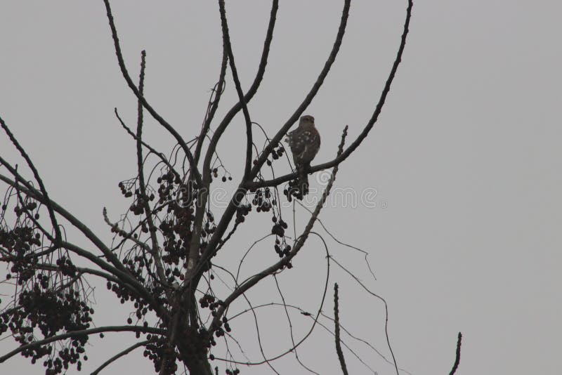 Eagle stock photo. Image of small, sitting, eagle, treebark - 158130148