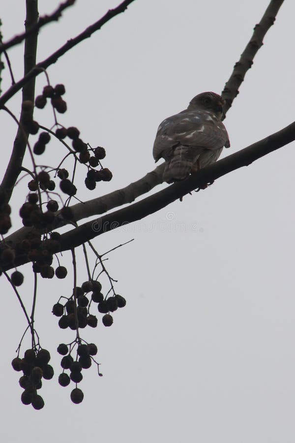 Eagle stock image. Image of smaller, small, sitting - 158130095