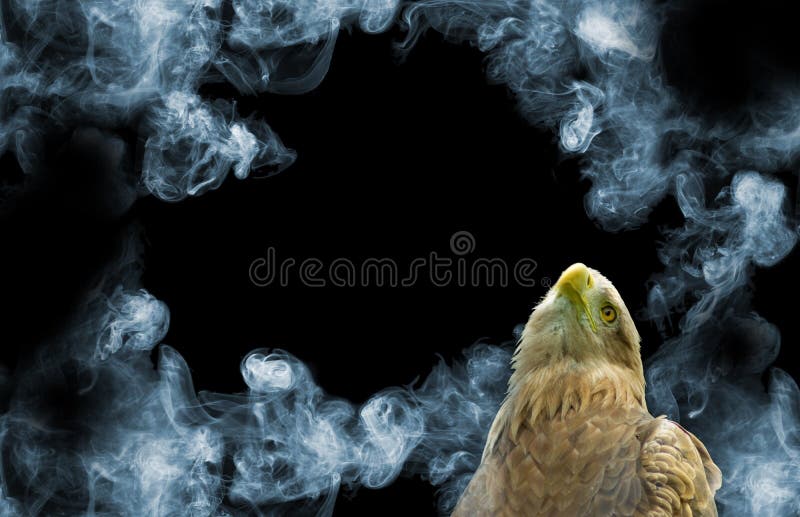Eagle in smoke stock image. Image of dark, raptor, wildlife - 78903331