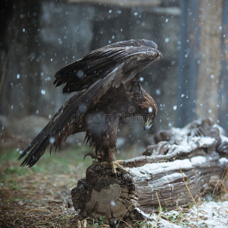 Eagle in the snow stock image. Image of cold, frigid - 50841179