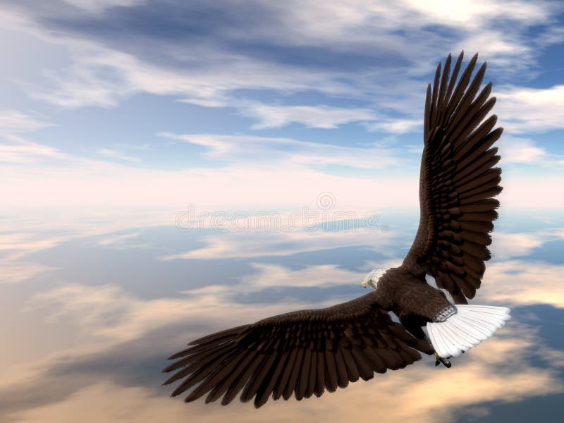 Eagle Soaring stock photo. Image of america, eagle, soar - 1178538