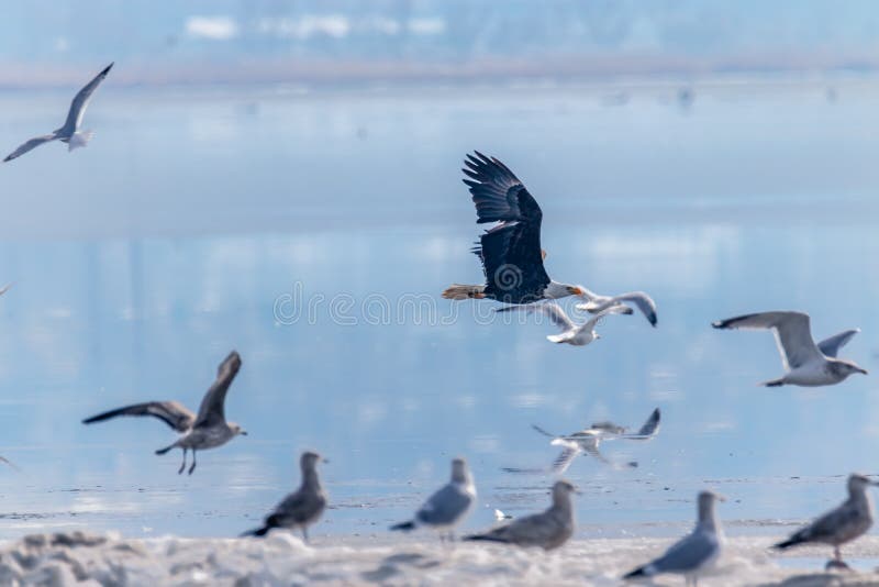 Scared Eagle Photos - Free & Royalty-Free Stock Photos from Dreamstime