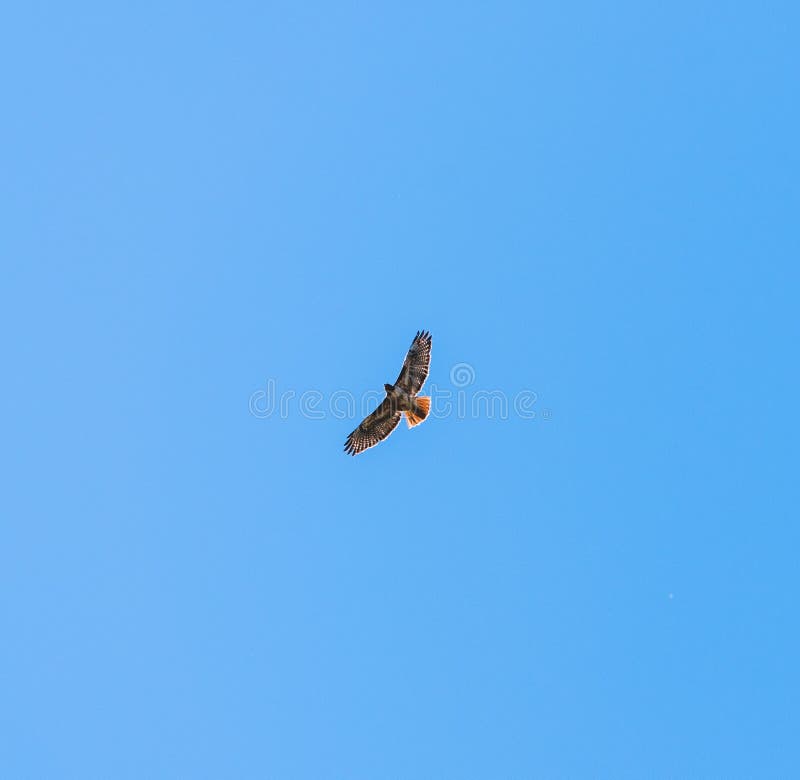 Eagle Soaring in the Blue Sky on a Sunny Day Stock Photo - Image of ...