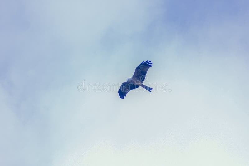 The Eagle Soaring Forward and Up with it S Wing Let Wide Directing ...