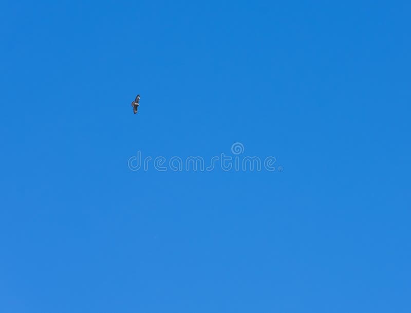 An Eagle Soaring High in the Blue Sky Stock Photo - Image of soar ...