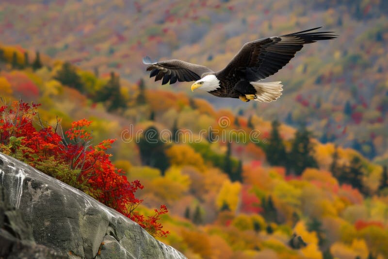 Eagle Soaring Over a Mountain Ridge with Colorful Autumn Trees Stock ...