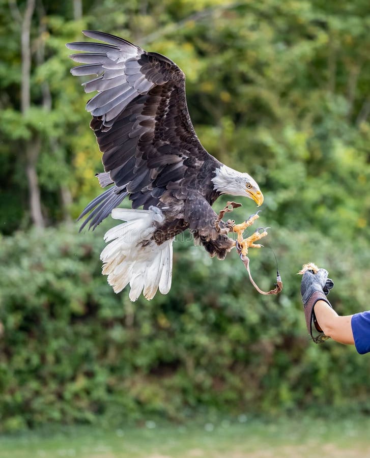 Eagle Soaring through the Sky, in the Direction of a Gloved Human Hand ...