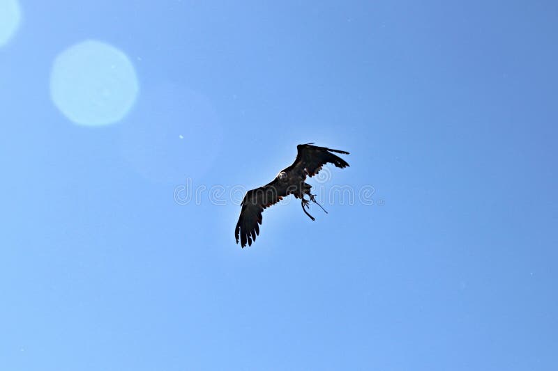 Flying Eagle stock image. Image of outstretched, left - 363005821