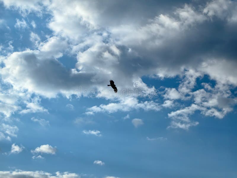 An Eagle Soars Gracefully Against a Backdrop of a Bright Blue Sky and ...