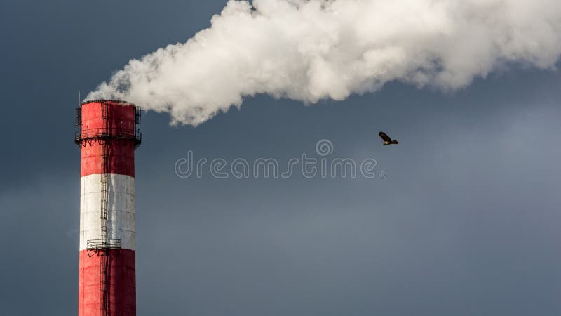 An Eagle Soars in a Stream of Smoke, Spreading Its Wings, White Smoke ...