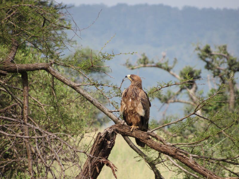 Eagle standing on a branch stock photo. Image of hawk - 223916416