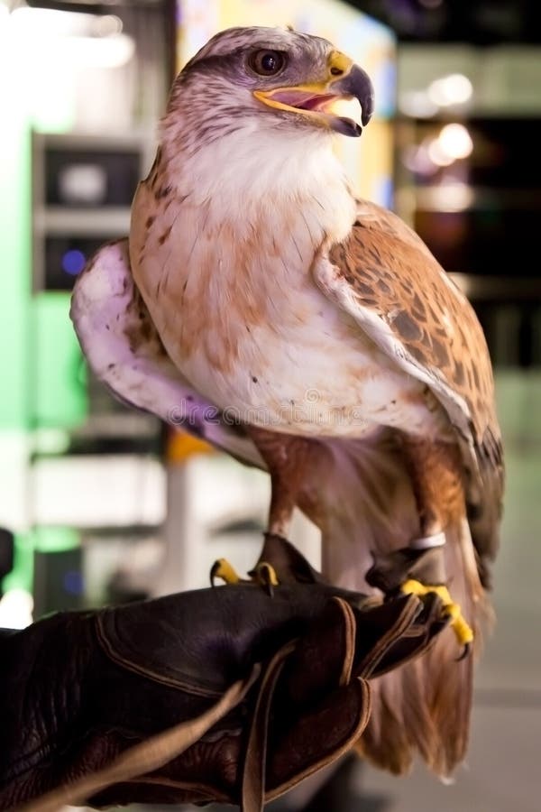 Eagle standing on hand stock photo. Image of fear, freedom - 24806334