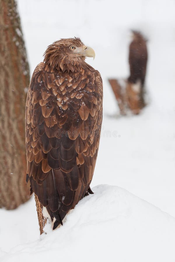 Eagle Standing on the Snowy Hill Stock Photo - Image of looking, beak ...