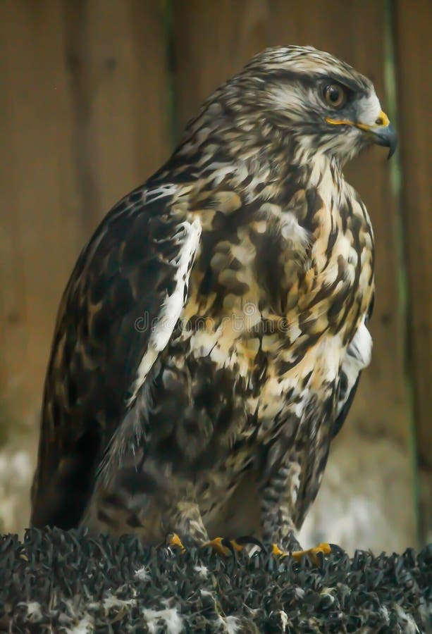 Eagle standing still stock photo. Image of feather, brown - 171356594