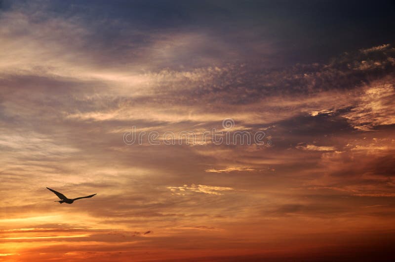 Eagle Soaring stock illustration. Illustration of bird - 1342261