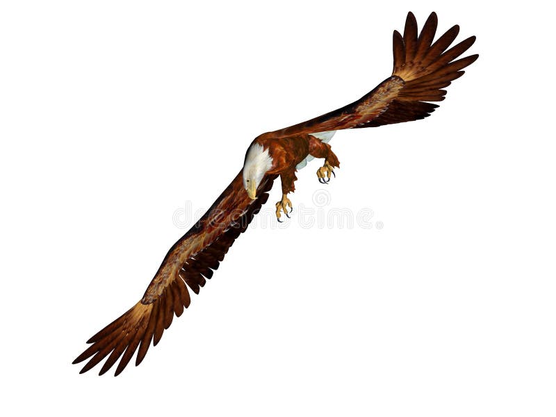 Swooping Eagle stock vector. Illustration of drawn, clip - 33176559