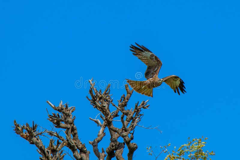 Eagle Takes Flight from a Top of the Tree Stock Photo - Image of ...