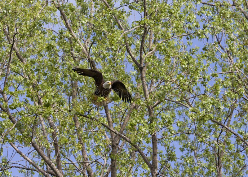 Eagle Taking flight stock image. Image of flight, leucocephalus - 43522755