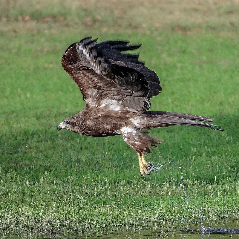 Eagle Taking Off Captured in a Park Stock Image - Image of branch ...