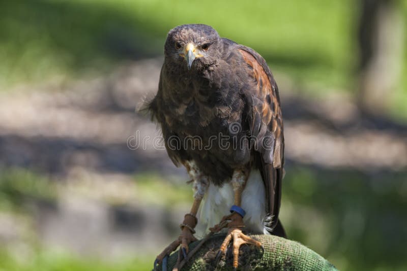 Eagle trained. stock photo. Image of birds, animals, woods - 97983616