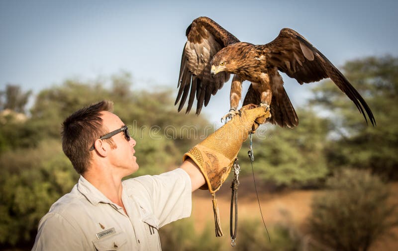 Greater spotted eagle editorial image. Image of tourist - 74167350