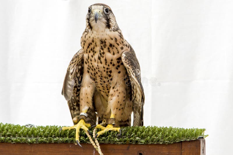 Eagle in training stock image. Image of yellow, hunt - 82726957