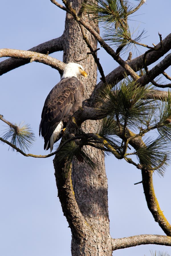 Eagle in tree. stock photo. Image of bird, freedom, pine - 36285876