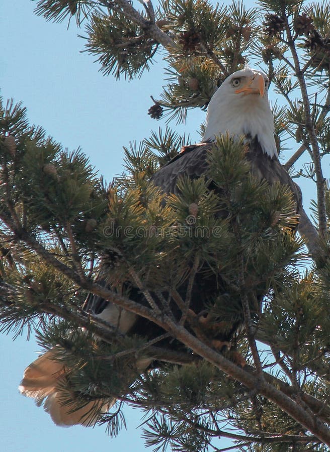 Eagle in a tree stock photo. Image of bald, eagle, tree - 160762832