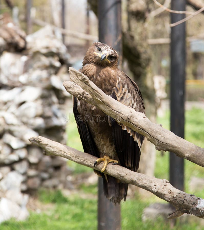 Eagle on a tree stock image. Image of eagle, adult, raptors - 107447915