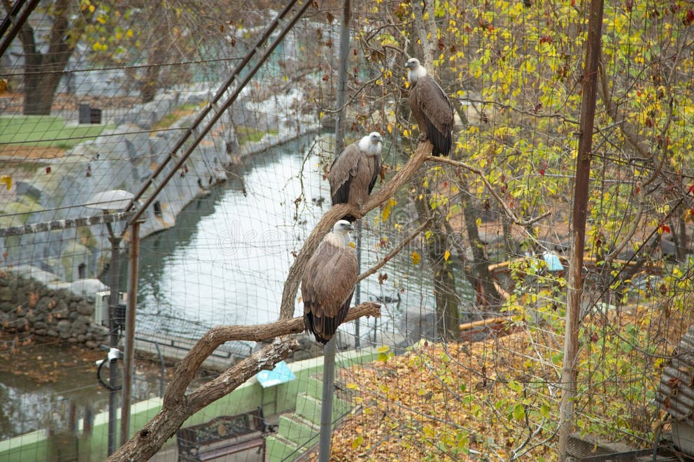 Eagle on a tree in a zoo stock image. Image of plumage - 299106649