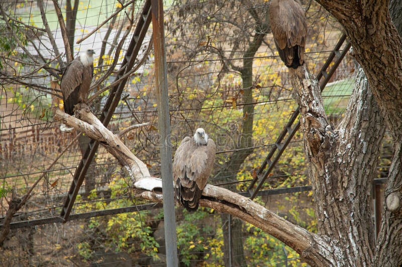 Eagle on a tree in a zoo stock photo. Image of wild - 299106654