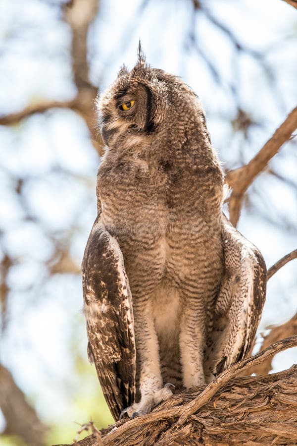 Eagle-uil in een boom stock foto. Image of wild, vogel - 121101962