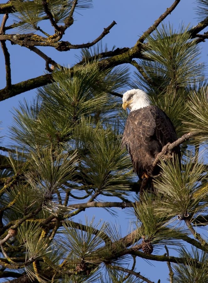Eagle up in a tree. stock image. Image of beak, bald - 22824951