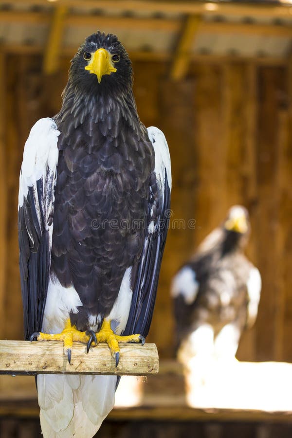 Eagle vision stock photo. Image of looking, feathers - 27144442
