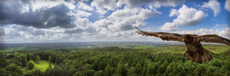 Eagle Volant Au-dessus De La Forêt Verte Photo stock - Image du canada ...