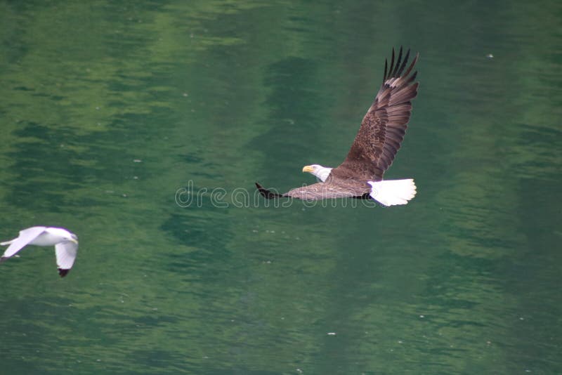Eagle Vs Seagull stock image. Image of bald, attitude - 139294227