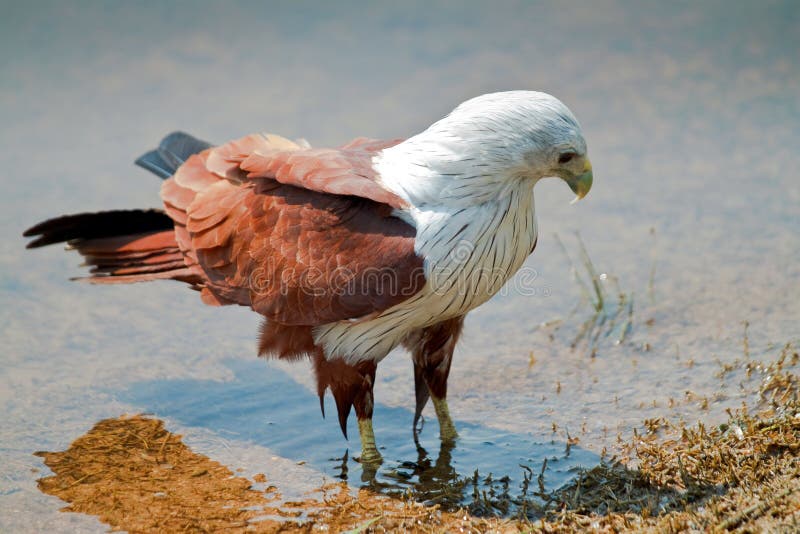 Wading stock photo. Image of female, pedicure, feet, enjoy - 170384