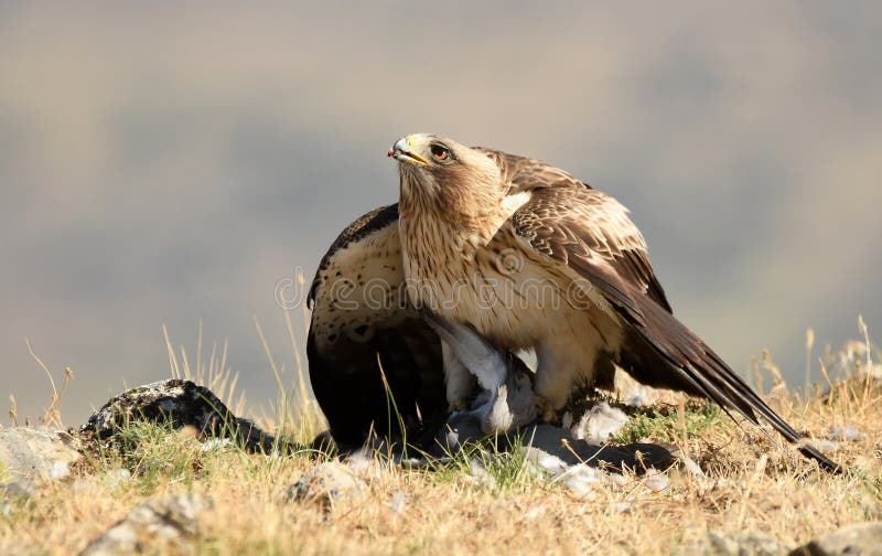 Eagle walking stock image. Image of beeeater, plumas - 106446251