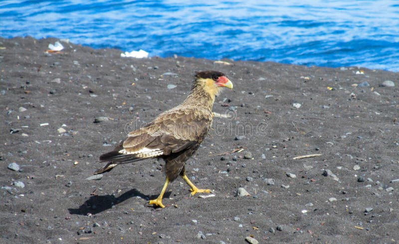 Eagle walking on stones stock photo. Image of flake - 191343408
