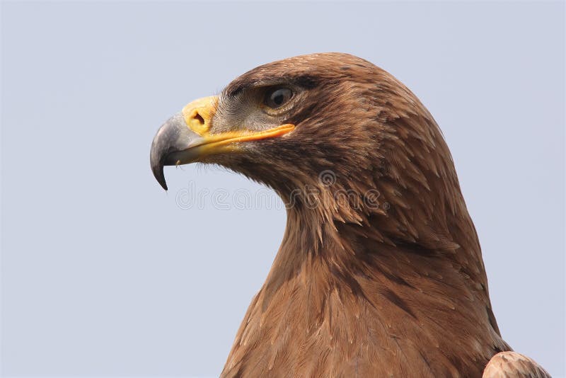 Eagle on the watch stock photo. Image of powerful, eyries - 4525868
