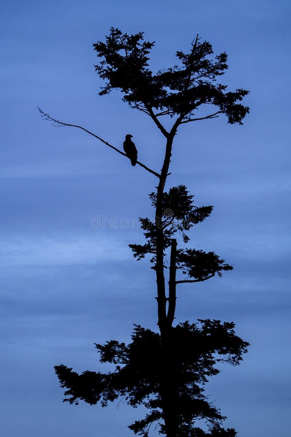 Eagle on the watch stock photo. Image of eagle, silhouette - 198193190