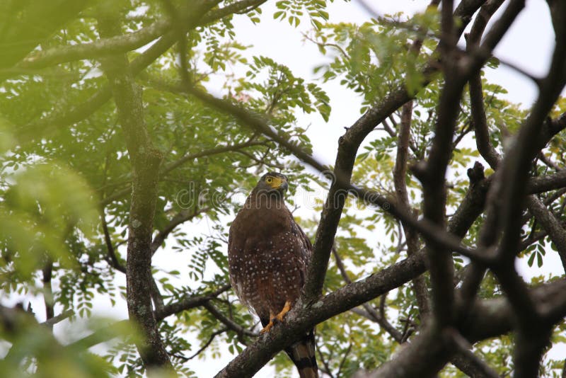 An eagle watch stock image. Image of eagel, birdswatching - 255883413