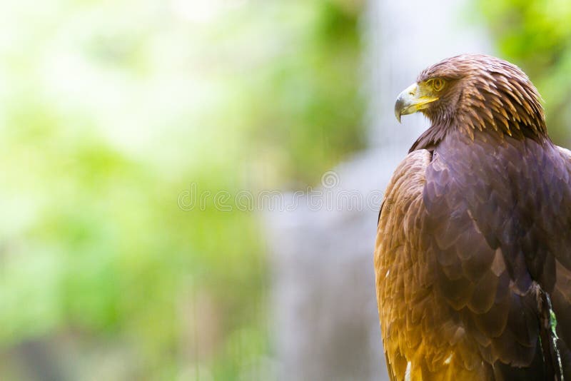 Eagle watching around stock image. Image of looking - 115689807