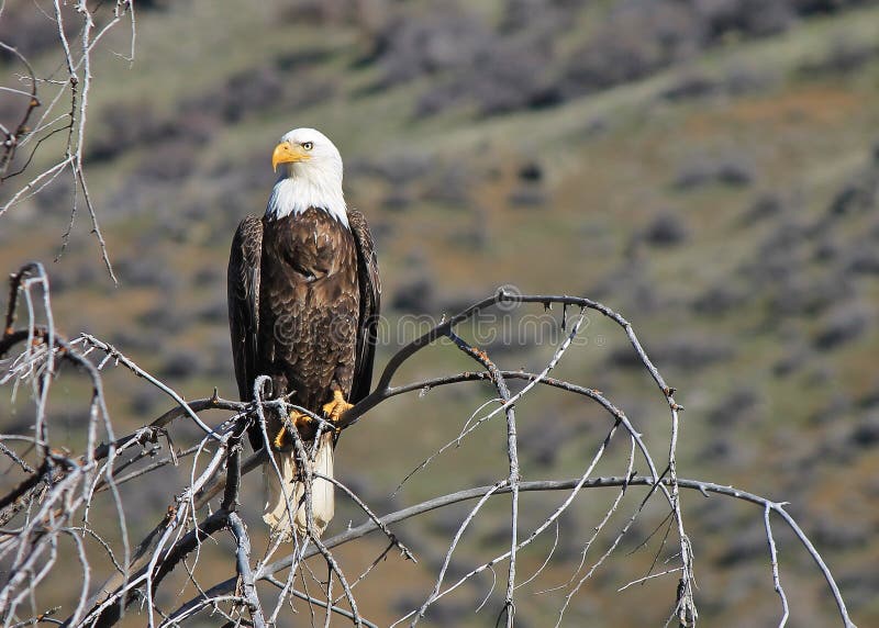 Eagle watching stock photo. Image of branch, eagle, majestic - 51847022