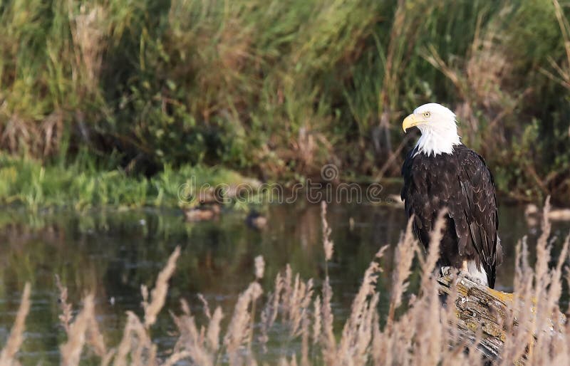 Eagle with Sharp Eyes in Alaska Stock Image - Image of grasped, eyes ...