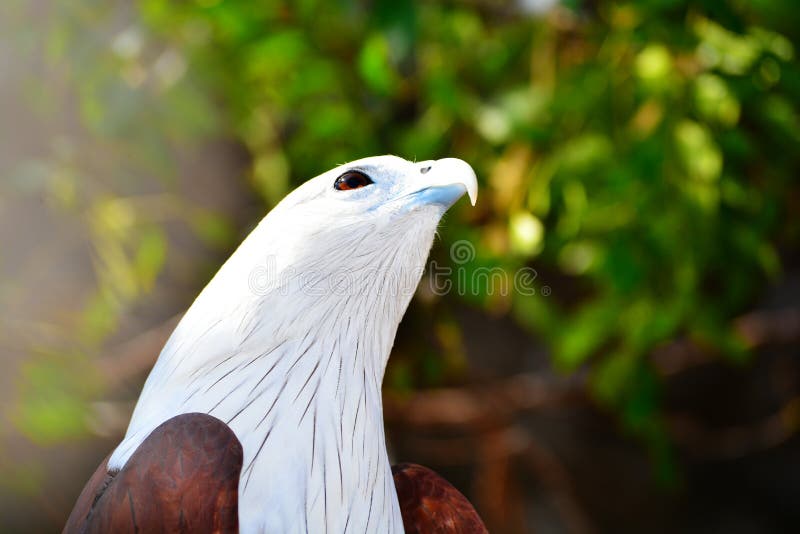 Eagle stock photo. Image of eagle, facebook, book, house - 86708306