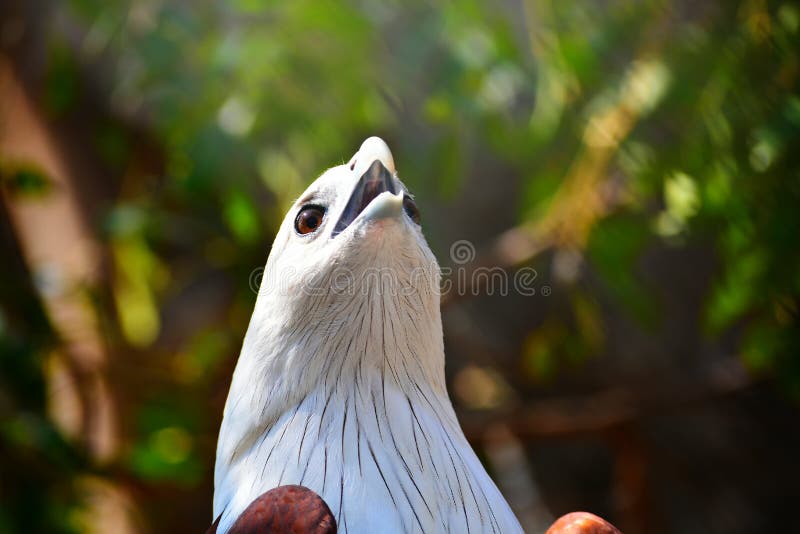 Eagle stock photo. Image of eagle, facebook, book, house - 86708306