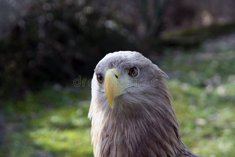 245 Sad Eagle Stock Photos - Free & Royalty-Free Stock Photos from ...