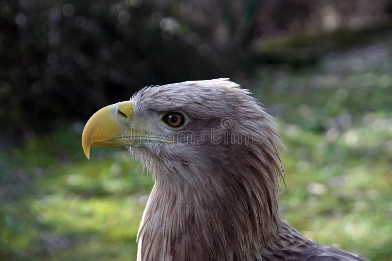 245 Sad Eagle Stock Photos - Free & Royalty-Free Stock Photos from ...
